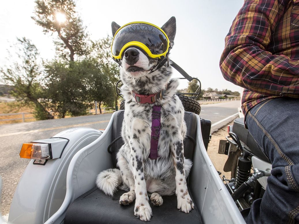 Dog Riding Motorcycle